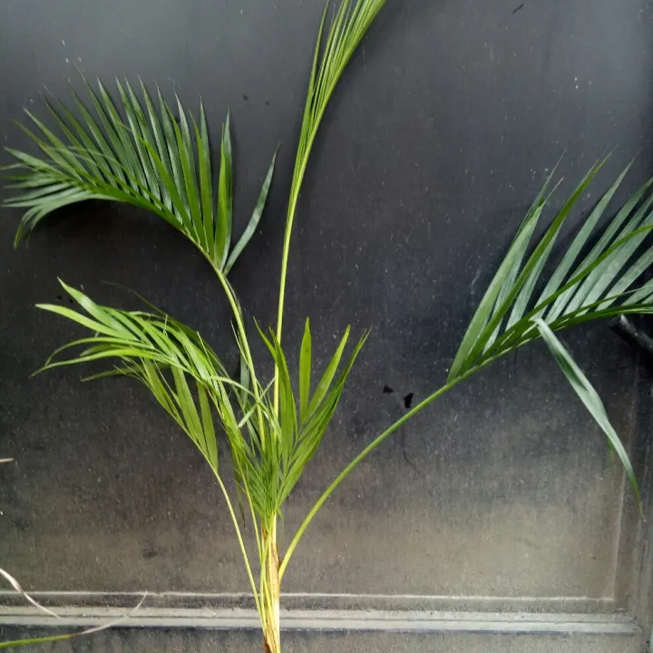 Palmera plant ... rooted | Lazada PH