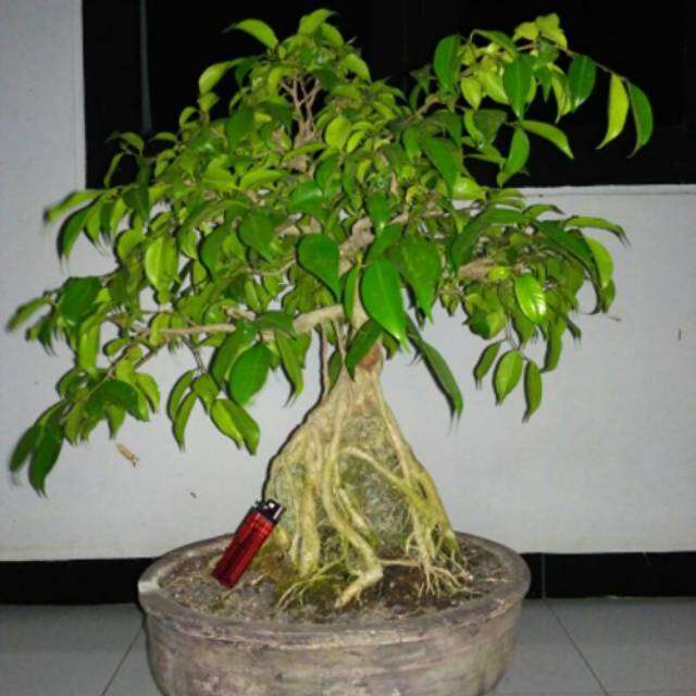 Biji benih bunga beringin tanaman rimbun /10 biji | Lazada Indonesia