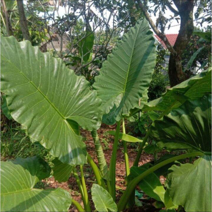 pohon sente bonggol besar//pohon lompong//pohon talas | Lazada Indonesia