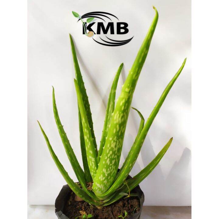 Tanaman Lidah Buaya / Aloevera / Tanaman Bermanfaat | Lazada Indonesia