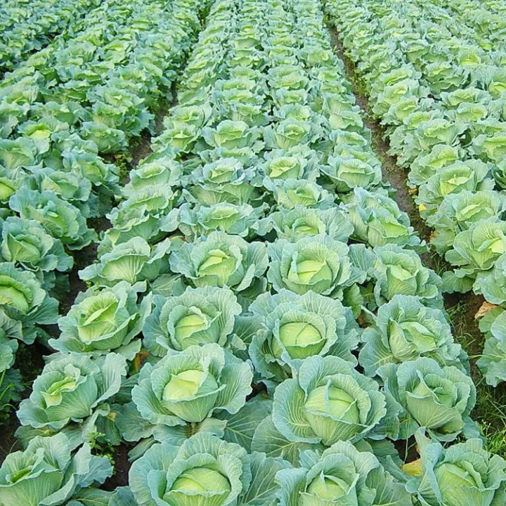 Benih Kubis Bulat Manis Cabbage Seeds(not plants) | Lazada PH Benih Kubis Bulat Manis Cabbage Seeds(not plants) | Lazada PH