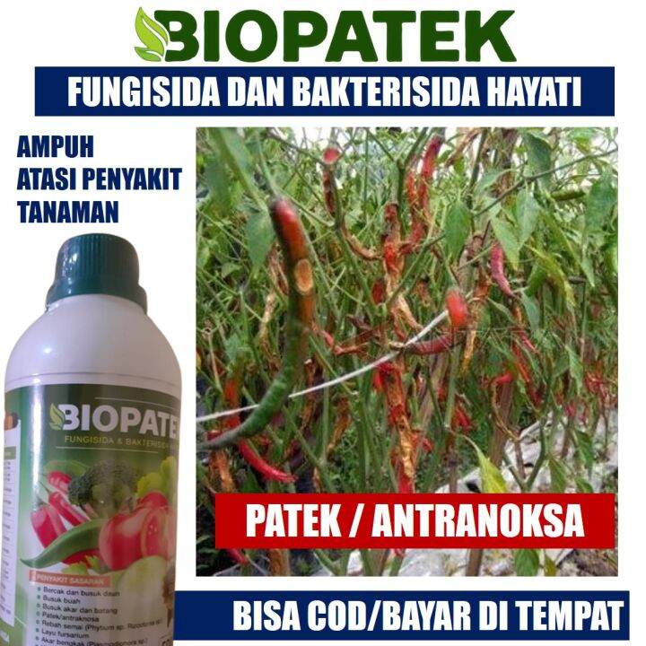 [NEW] BIOPATEK 500 ML Obat Hama Patek Cabe, Busuk Akar, Batang dan Buah ...