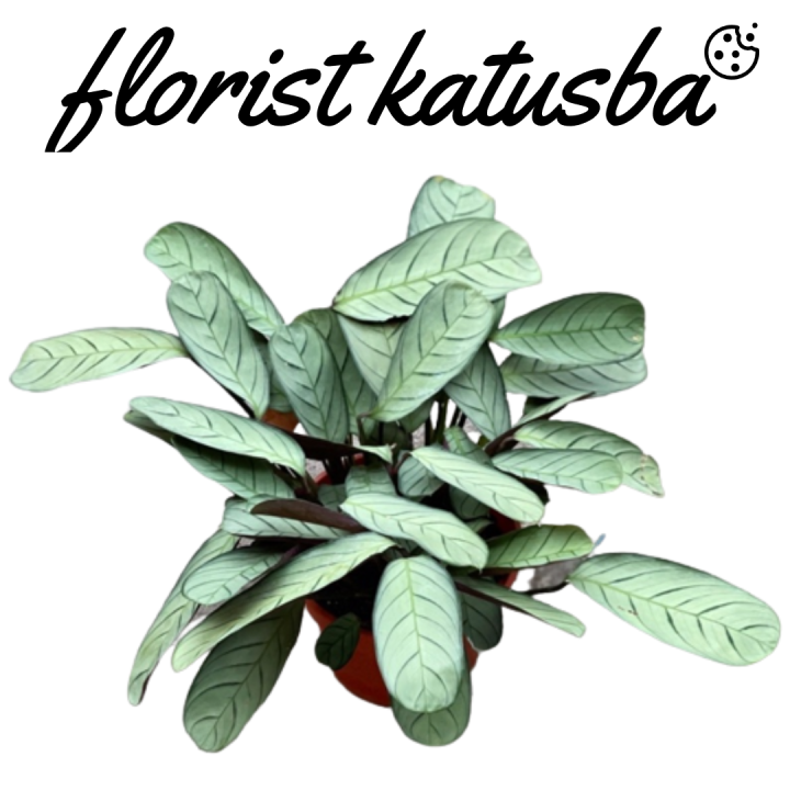 tanaman hias calathea burle marxii amagris | Lazada Indonesia