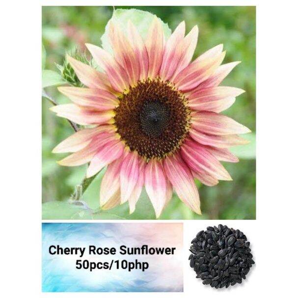 linbei/ Sunflower "Cherry Rose" Seeds (50pcs) | Lazada PH