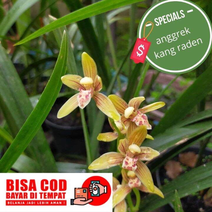 bunga anggrek hidup cymbidium ensifolium ukuran xl | Lazada Indonesia