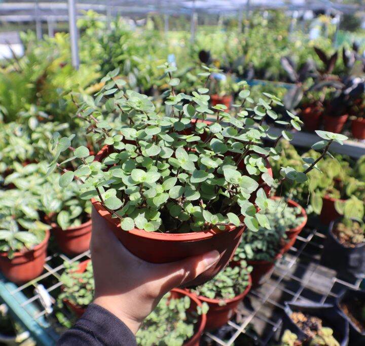 MDC- [ Hiasan ] ANAK POKOK Callisia Repens sapling / Turtle Vine ...