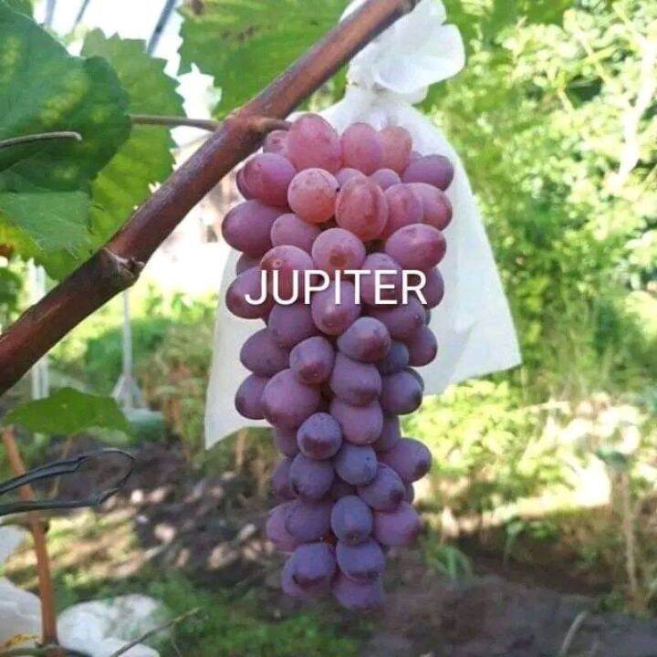 (COD)BIBIT ANGGUR JUPITER MANIS CEPAT BERBUAH | Lazada Indonesia