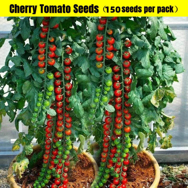 [Fast Germination] High Yield Sweet Cherry Tomato Seeds for Planting ...