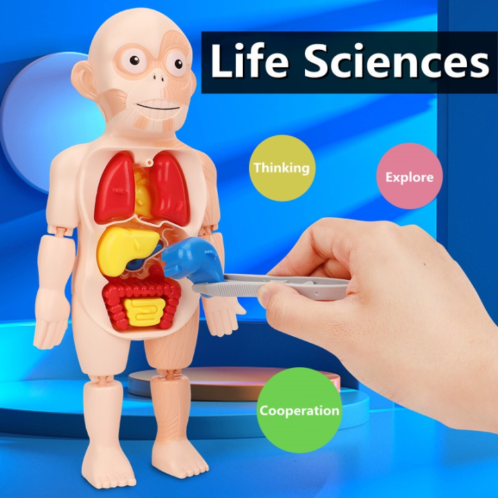 【Boxed】Kid Montessori 3D Puzzle Human organ model Anatomy Educational ...