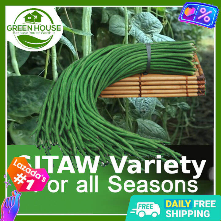 [Green House] Sitaw Seeds for Planting Vegetable Plants (25 Seed) + F R ...