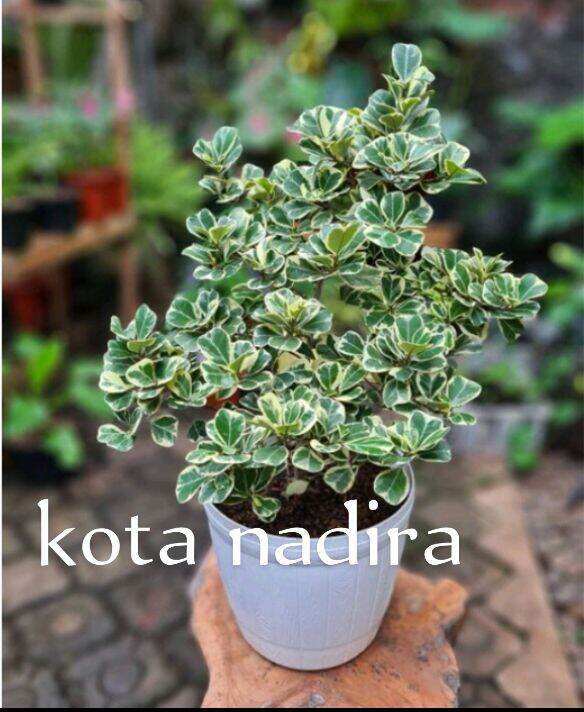 tanaman hias beringin kupu kupu - tanaman indoor -Bunga Hidup-Bunga ...