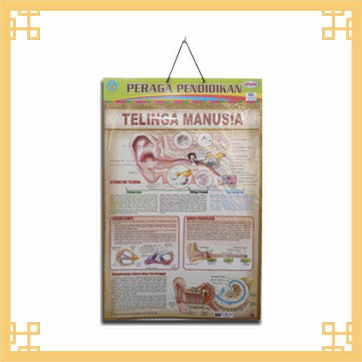 Poster Edukasi Anak - Poster Anak Telinga Manusia | Lazada Indonesia