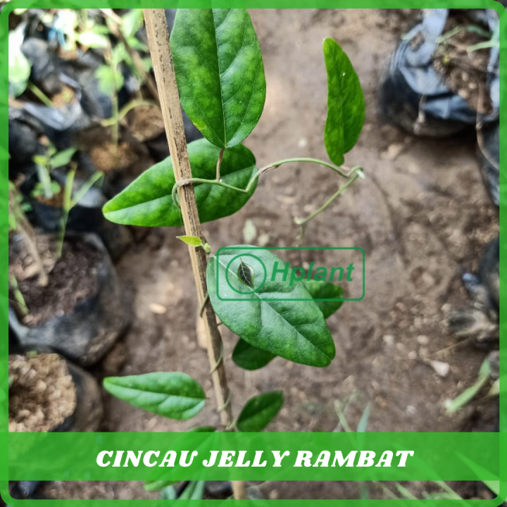 bibit tanaman cincau jelly rambat-pohon cincau jelly rambat | Lazada ...