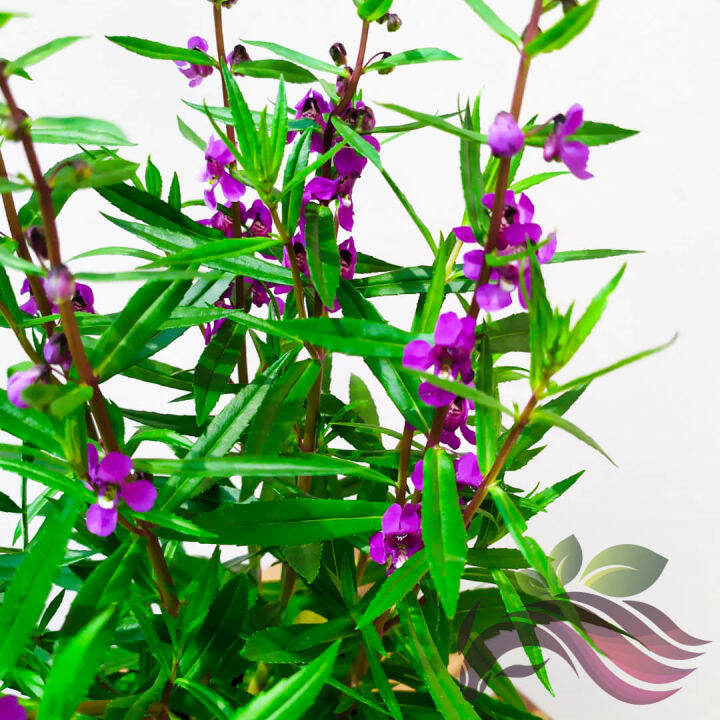 [Flower] Angelonia Bunga Satay (Random Color) by LS Group | Lazada