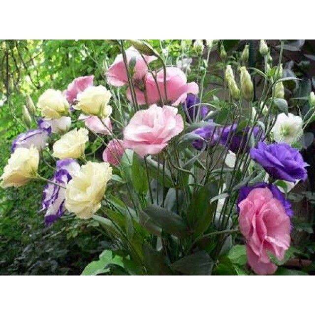 Eustoma Lisianthus Mix flower plant seeds 10seeds | Lazada PH