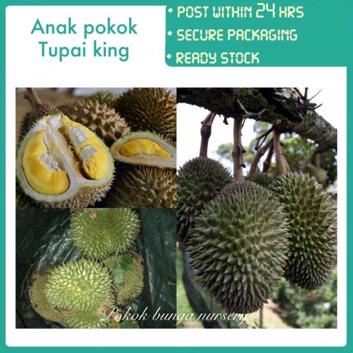 PBN - anak pokok durian tupai king - pokok bunga nursery cepat rajin ...