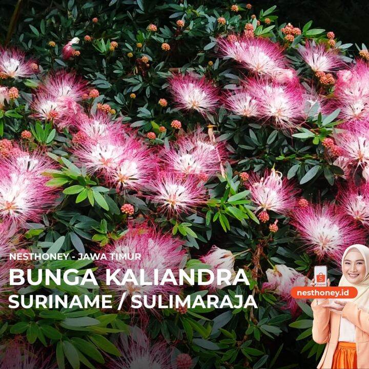 Bibit Bunga Kaliandra Sulimaraja / Kaliandra Suriname untuk Tanaman ...