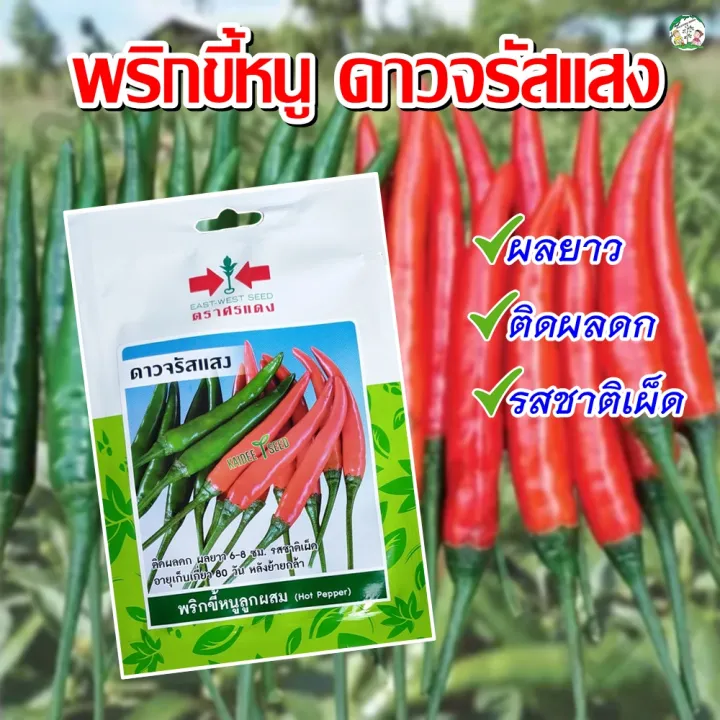 เมล็ดพริกขี้หนู ดาวจรัสแสง ตราศรแดง Hot Pepper เมล็ดพันธุ์ซองประหยัด ...