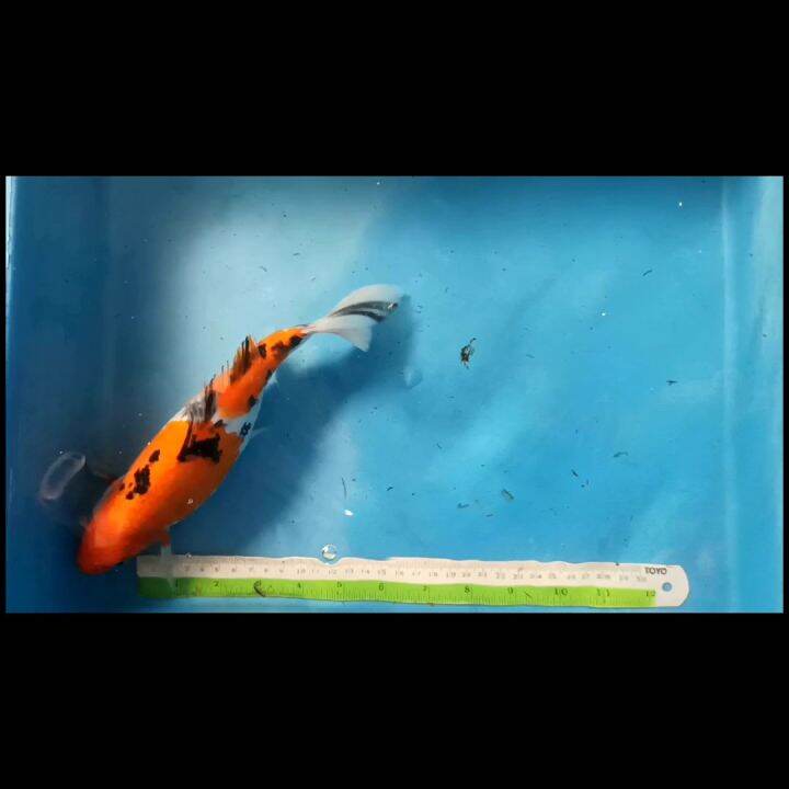 Malaysia Local breed Japanese koi fish -Tricolor 10" 1pcs | Lazada