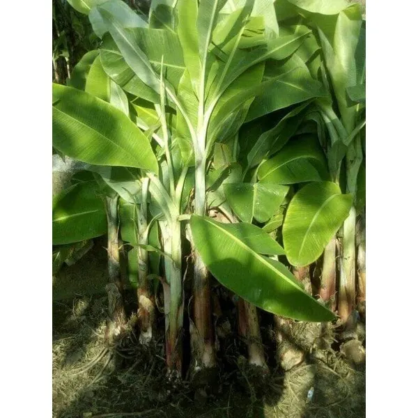 Bibit Pisang Musa Ingens Pisang Terbesar di Dunia | Lazada Indonesia
