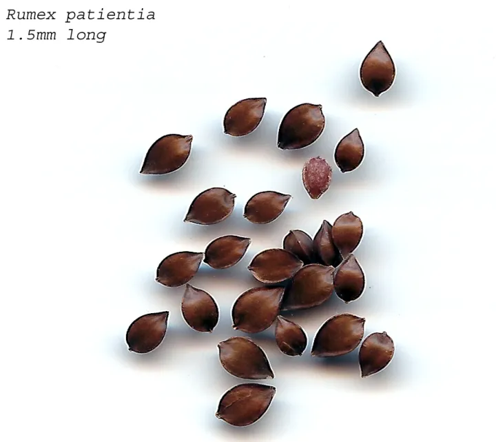 patience dock Seeds (Rumex Patientia) herb monk's rhubarb semen biji ...