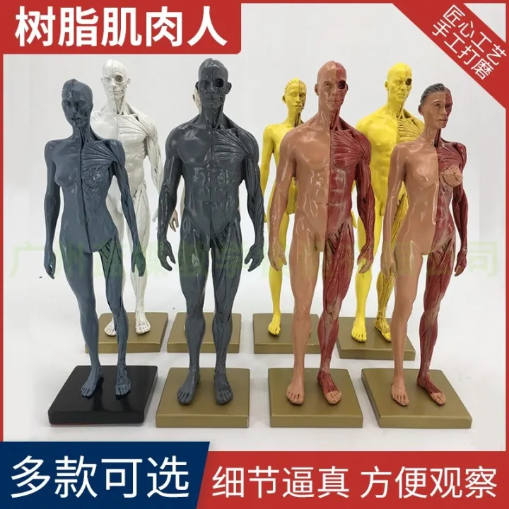 30 cm art musculoskeletal anatomy structure of human body model with ...