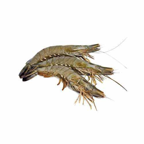 Frozen Sugpo "Tiger Prawn" (500g) | Lazada PH