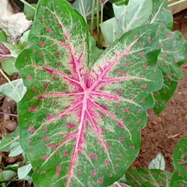 tanaman hias keladi bicolor / keladi Bercak Api | Lazada Indonesia