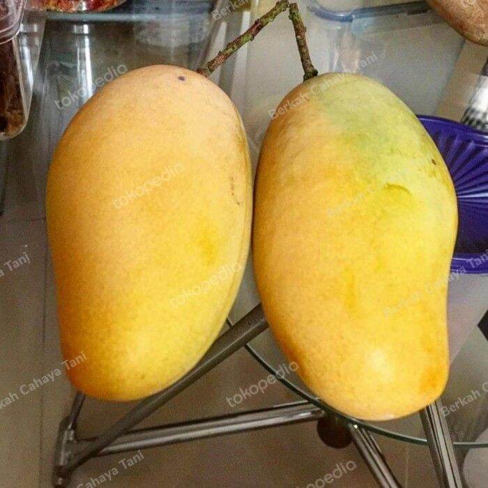 Bibit Tanaman Buah Mangga Chokanan 1 Meter-Pohon Mangga Cokanan 1 M ... Bibit Tanaman Buah Mangga Chokanan 1 Meter-Pohon Mangga Cokanan 1 M ...