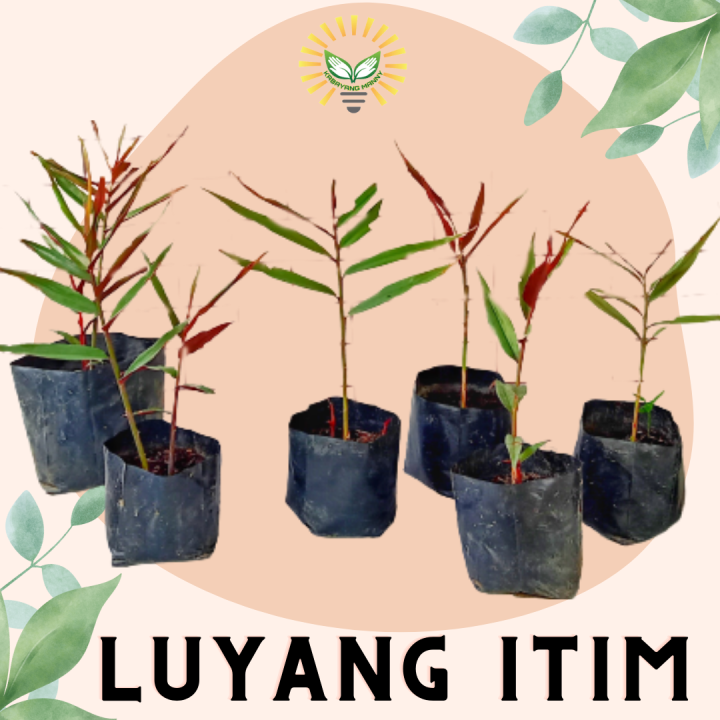 Luyang Itim or Black Ginger | Lazada PH