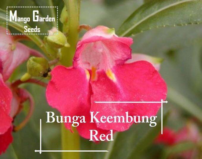 Benih Bunga Keembung Red - 20 Biji (Impatiens Balsamina) *Pot Friendly ...
