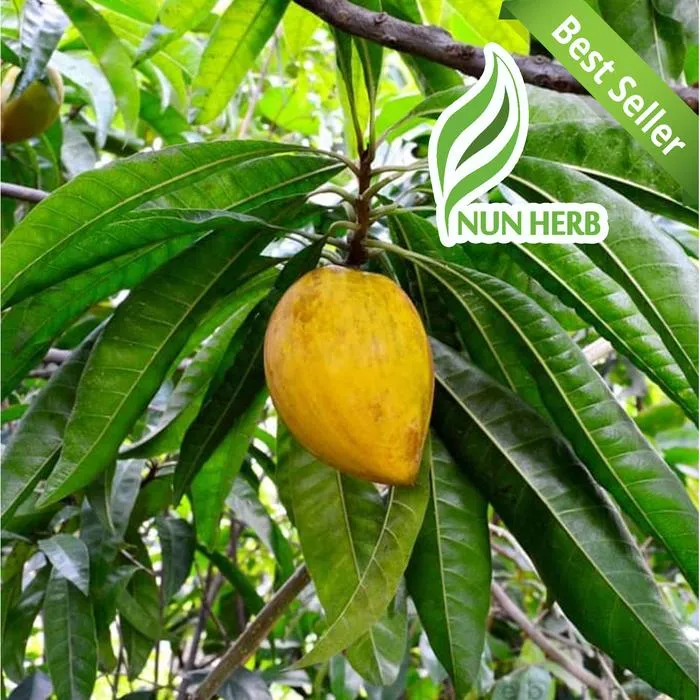 Bibit Pohon Buah Alkesa Sawo Mentega Unik Langka | Lazada Indonesia