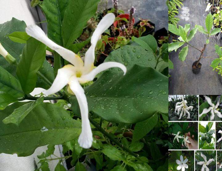 MDC- Samoan Gardenia Sapling / Anak Pokok Cempaka Wali / pokok bunga ...