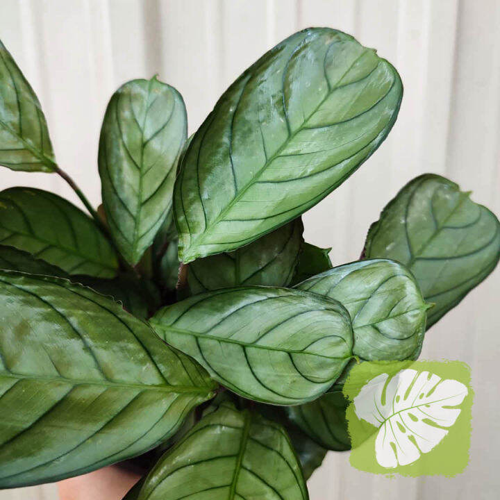 Calathea Burle Marxii Amagris IOB | Lazada