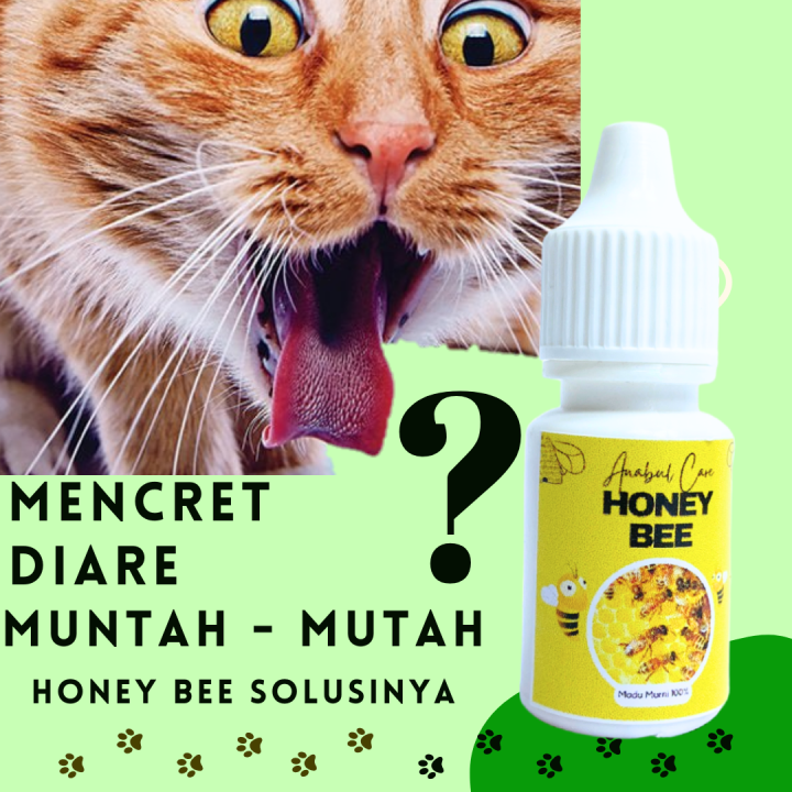 Obat Kucing Mencret Diare Gangguan Pencernaan Obat Imun Vitamin ...