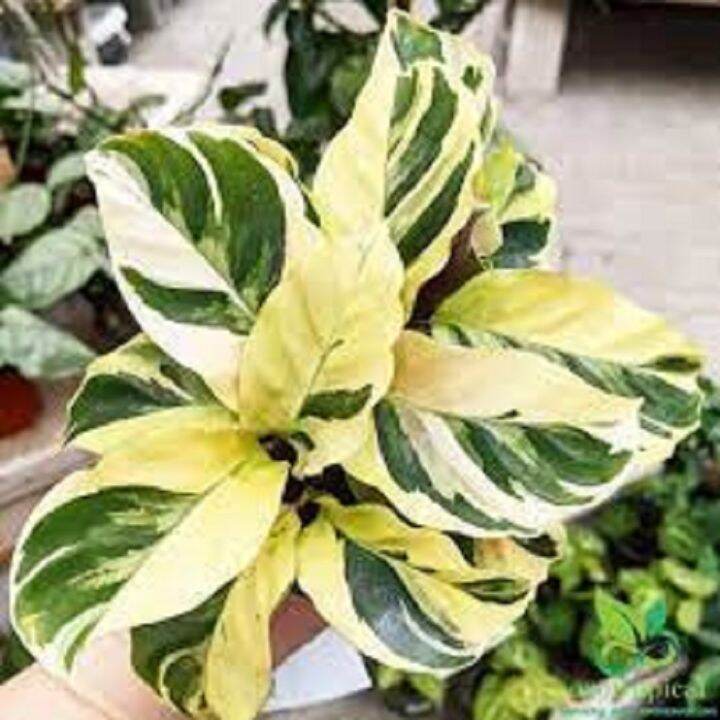 (Calathea) Yellow Fusion LIVE PLANT | Lazada PH