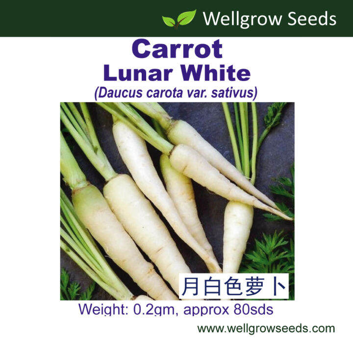 Carrot Lunar White (0.2gm, Approx 80sds) Vegetable Seeds Wellgrow Seeds ...