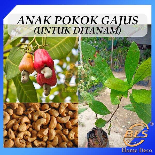 Anak Pokok Gajus Untuk Ditanam (Kacang Gajus) Pokok Hidup Real Live ...