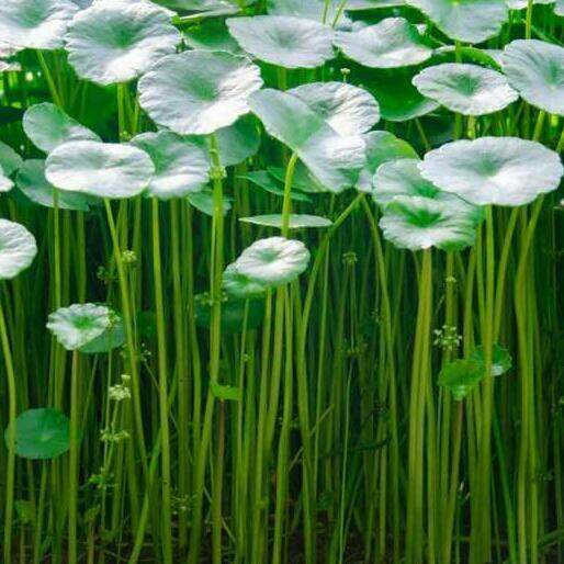 Pokok Pegaga Gajah | Lazada