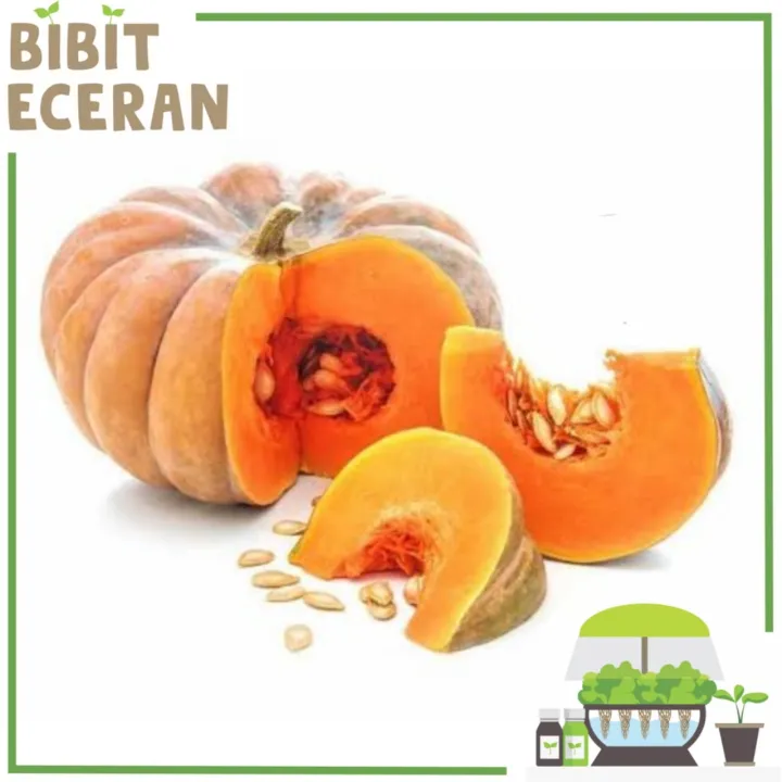 LABU KUNING BULAT REPACK - ISI +/-5 BENIH BIBIT BIJI SAYURAN HIDROPONIK ...