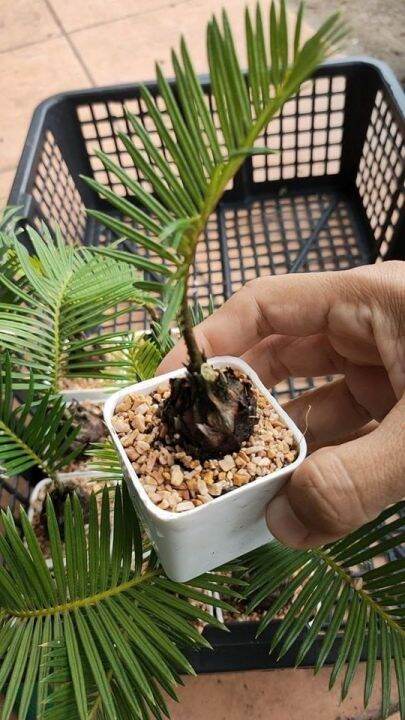 ต้นปรงญี่ปุ่น ปรงญี่ปุ่นแคระ Cycas revoluta Thunb ขนาดจิ๋ว 10-15 ...