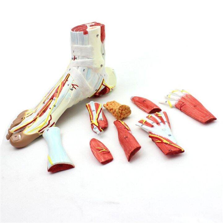 Human Foot Joint Muscle Ligament Plantar Anatomy Model Medical Science ...