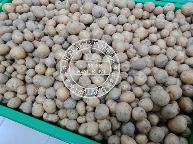 Kentang Baby 500 gram | Lazada Indonesia