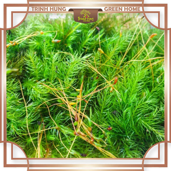 Rêu Spiny - rêu đuôi sóc - dòng rêu đẹp, dễ phối cảnh, dễ chăm sóc ...