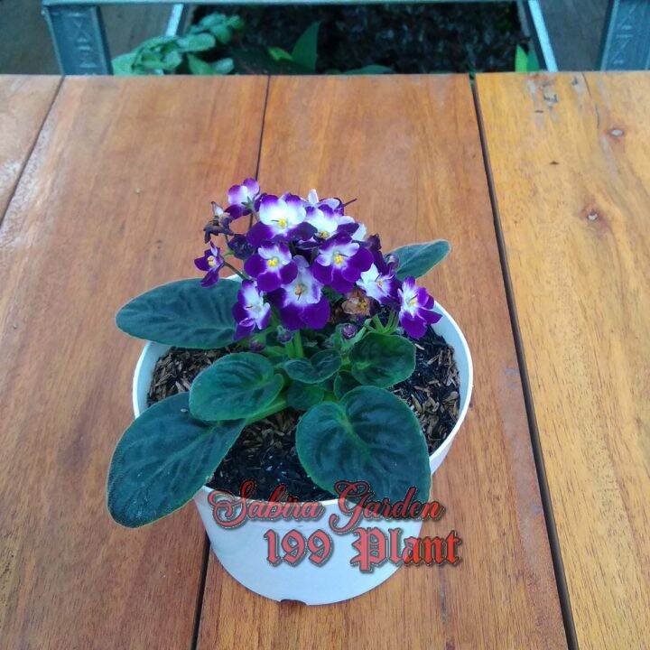 TANAMAN HIAS Violces bunga biru putih (african violets blue bicolor) 4. ...