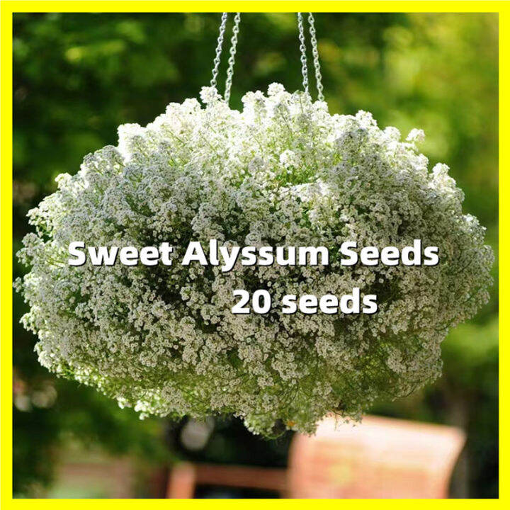 Sweet Alyssum Seeds - 20 Seeds Snow Crystals Flower Seeds Buto Ng ...