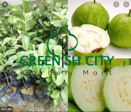 GardenMart4U Giant Guava Fruit Tree Live Plant Anak Pokok Buah Jambu ...