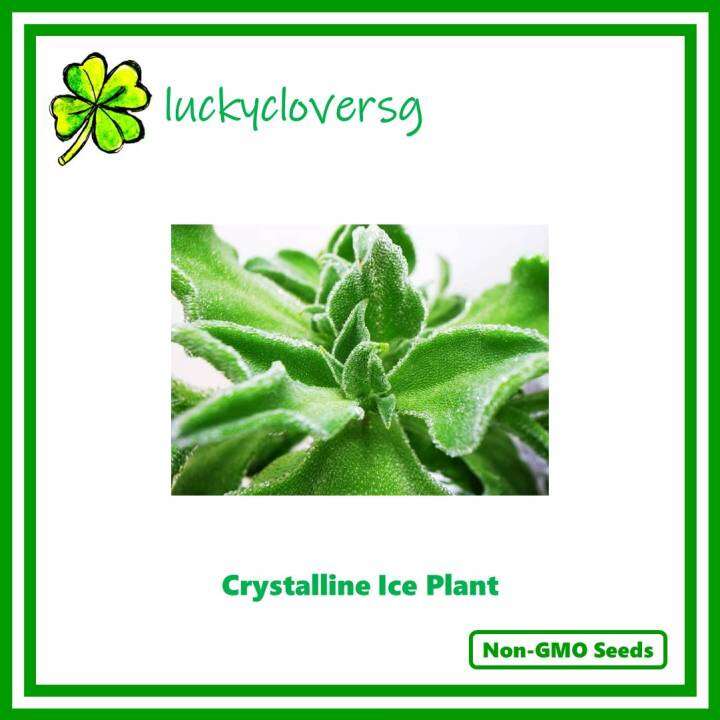 Iceplant Seeds - Ice Plant / Crystalline / Pelleted | Lazada Singapore