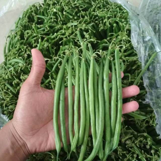 10 Biji - Benih Baby Buncis KENYA (Buncis perdu / tidak merambat ...