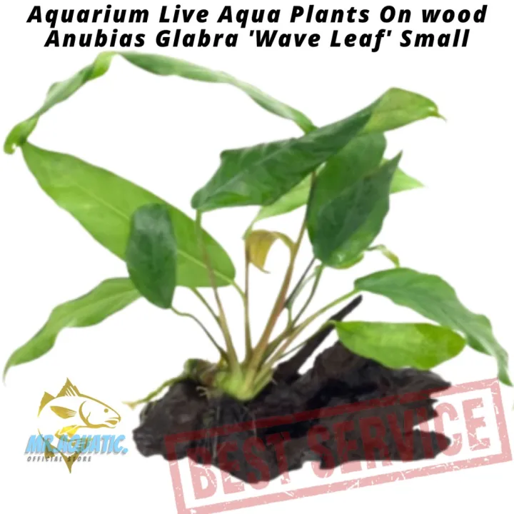 (Ready Stock) Aquarium Live Aqua Plants On Driftwood - Anubias Glabra ...
